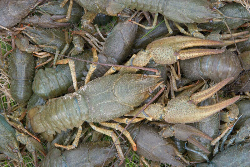 Big raw crayfish stock photo. Image of claw, gourmet - 11475684