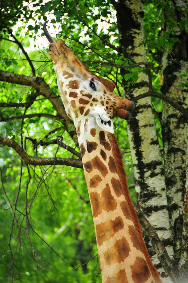 The big reach stock image. Image of branches, wildlife - 9489885