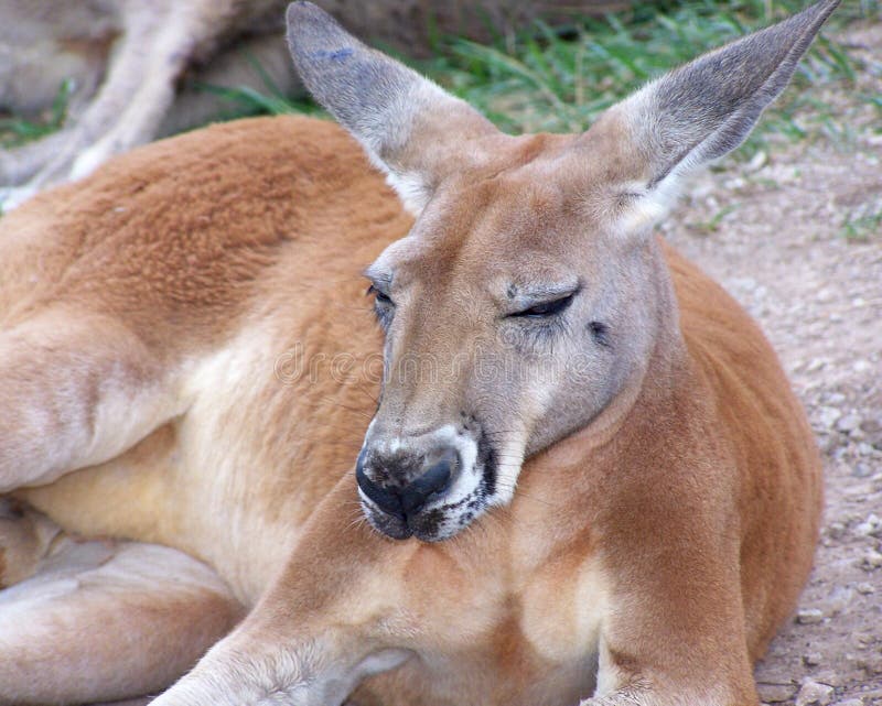 Big Red stock photo. Image of outback, nature, animal - 2385196