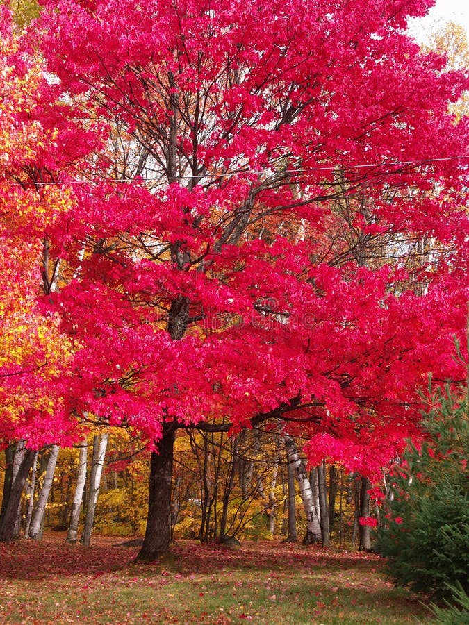 Big Red Picture. Image: 4655716