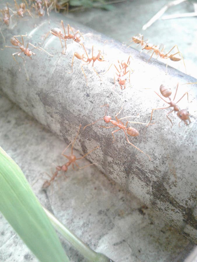 Big red ant stock photo. Image of together - 114854684