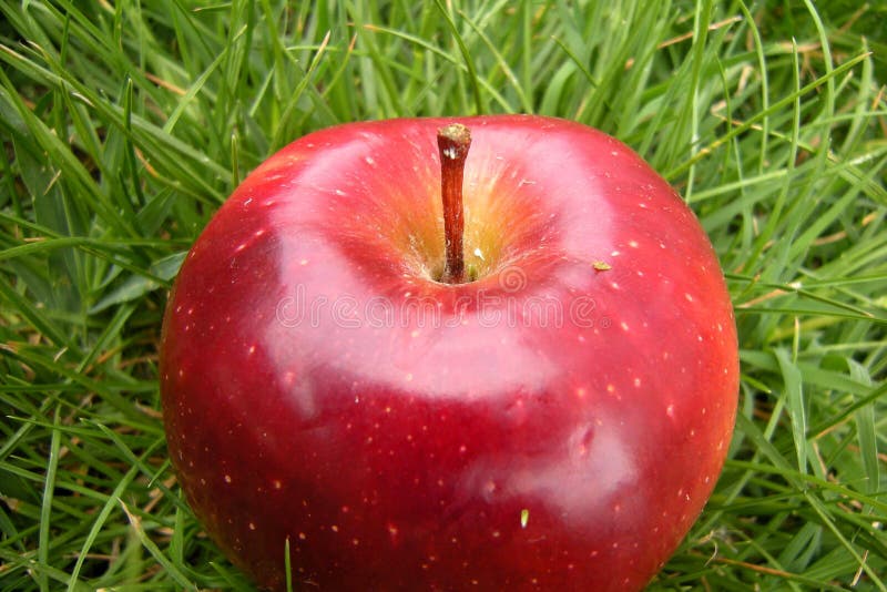 Red delicious apple stock image. Image of leaves, ripe - 3370055