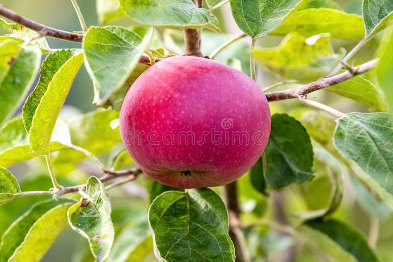 Big Red Apple in the Garden on an Apple Tree Stock Image - Image of ...