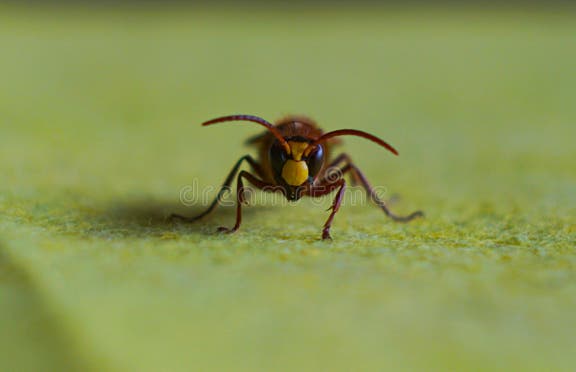 Big red bee stock image. Image of bumble, wild, large - 237179233