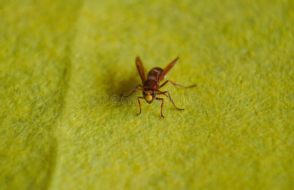 Big red bee stock photo. Image of background, closeup - 237179380