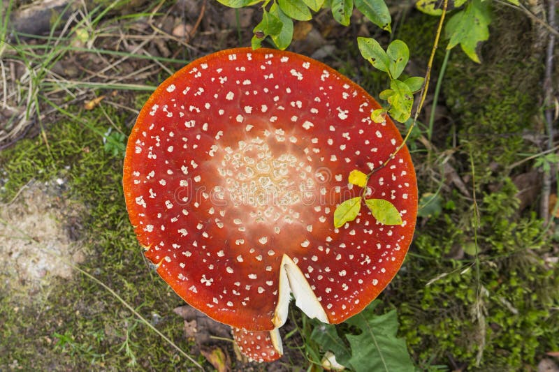 Big Red Cap of Mushroom Fly Agaric in the Forest. Stock Image - Image ...