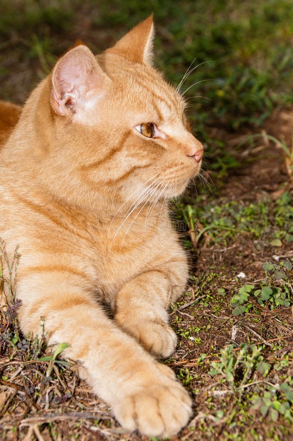 Big Red Cat is Lying in the Garden Stock Photo - Image of domestic ...