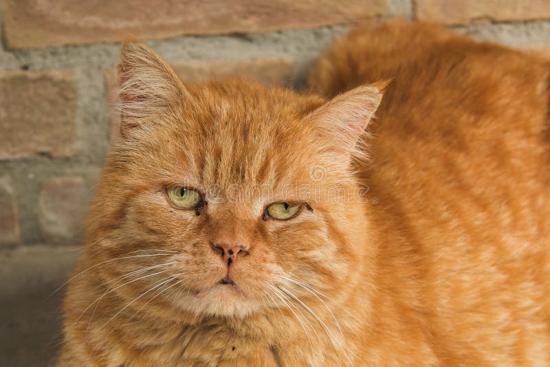 Red Cat Picture. Image: 5216790