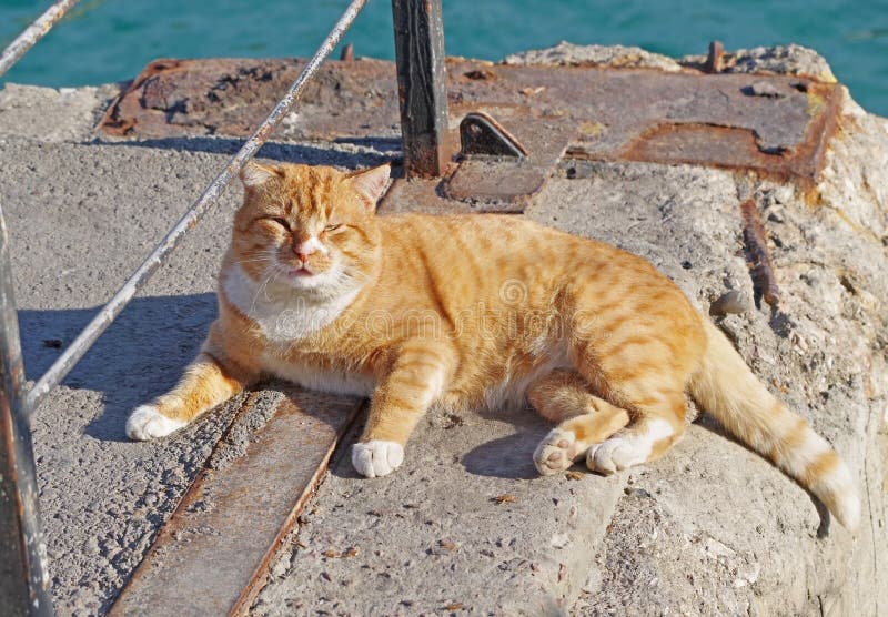 Big red cat is resting stock photo. Image of nose, enjoy - 206602330