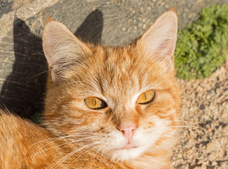 Big red cat eyes stock photo. Image of animal, face, companion - 99107496