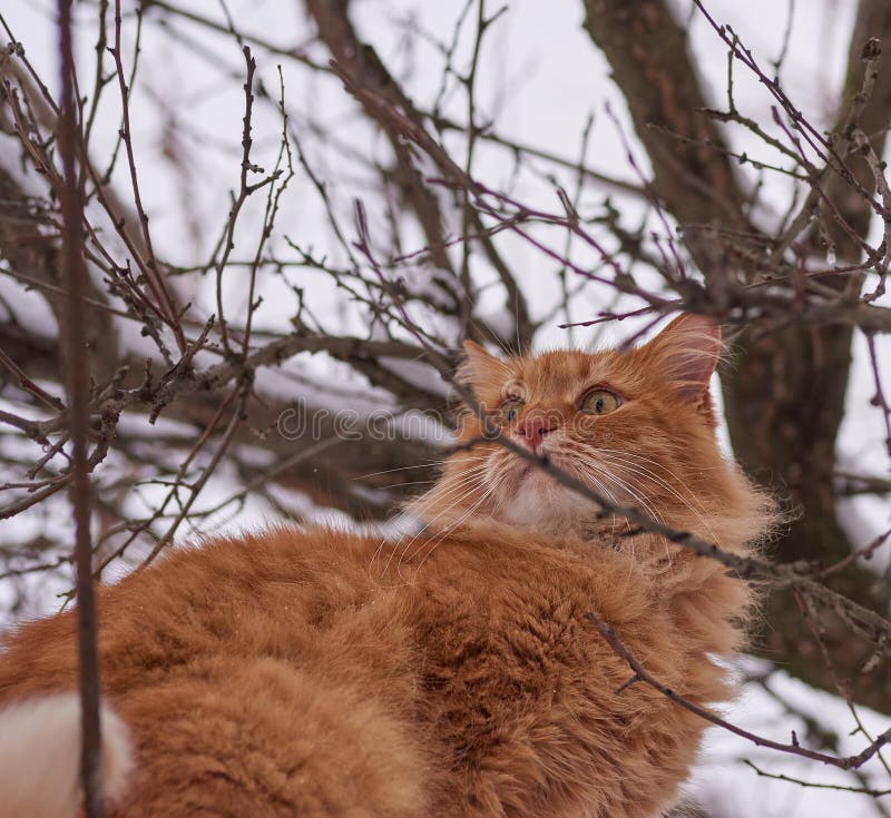 Big Red Cat Sitting on a Branch on a Winter Day Stock Photo - Image of ...