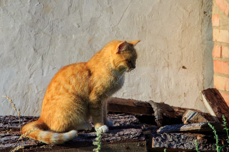 A Big Red Cat is Sitting on Wooden Boards Stock Photo - Image of ...