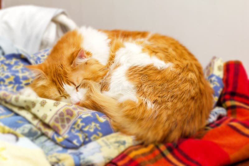 Big Red Cat Sleeps on Pile of Bed Linen Stock Photo - Image of ...