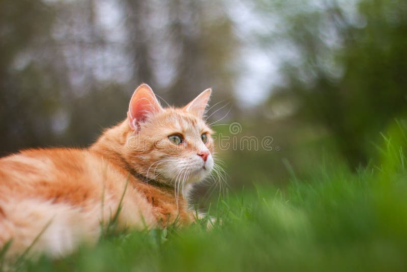 Big red cat stock image. Image of walk, village - 265815891