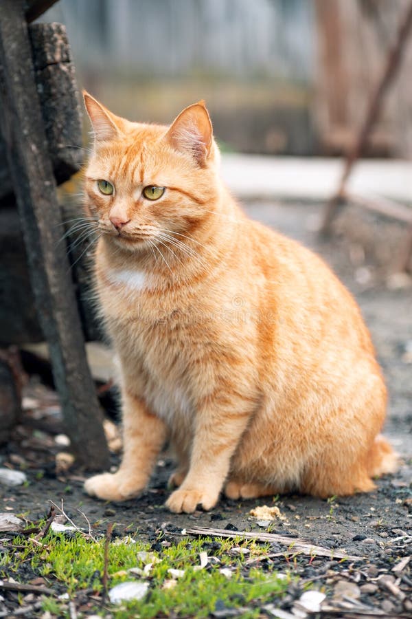 Big Red Cat Walking Outside Stock Photo - Image of pretty, away: 244057864