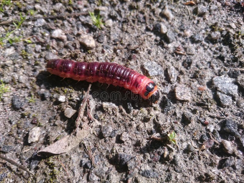 Big red caterpillar stock image. Image of fauna, long - 97800505