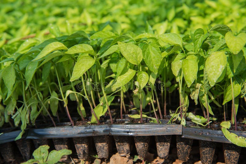 Big Red Chili Pepper Young Tree Plant in Pots. Stock Photo - Image of ...