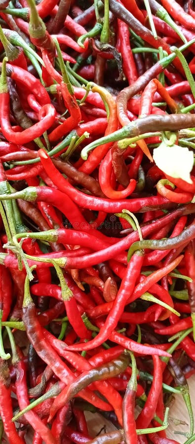 The Big Red Chili that is Still Fresh New in the Ground from the Tree ...