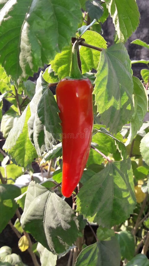 Big Red Chilli on the Tree. Stock Image - Image of indian, nice: 170929149