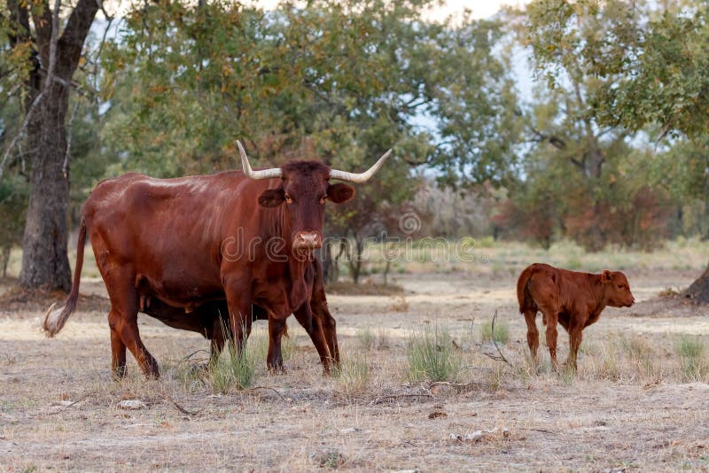 Big Cow Grazing in the Field with Its Calf Stock Photo - Image of farm ...