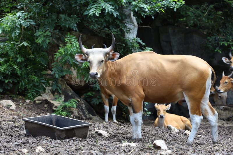 The Big Red Cow in Nature Garden Stock Image - Image of beauty, wild ...