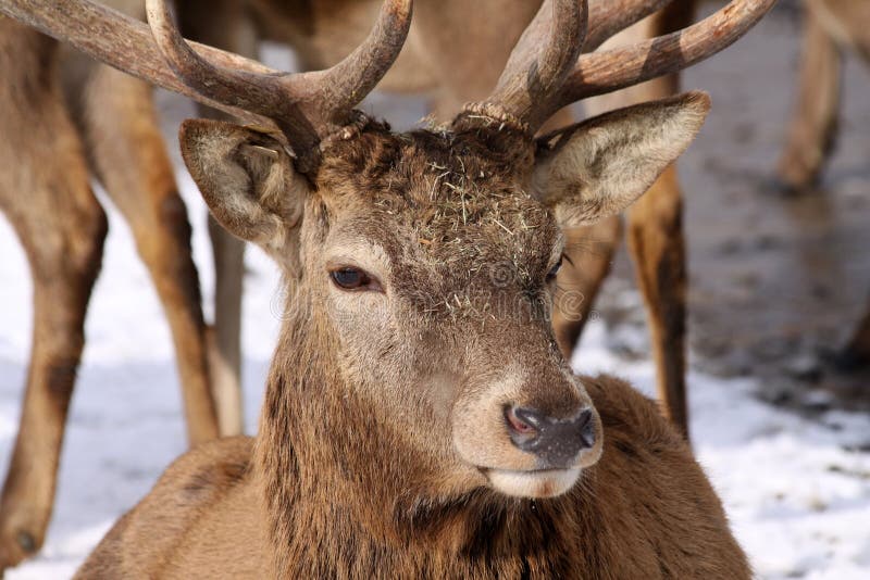 Big Red Deer stock photo. Image of deer, park, elaphus - 13178620
