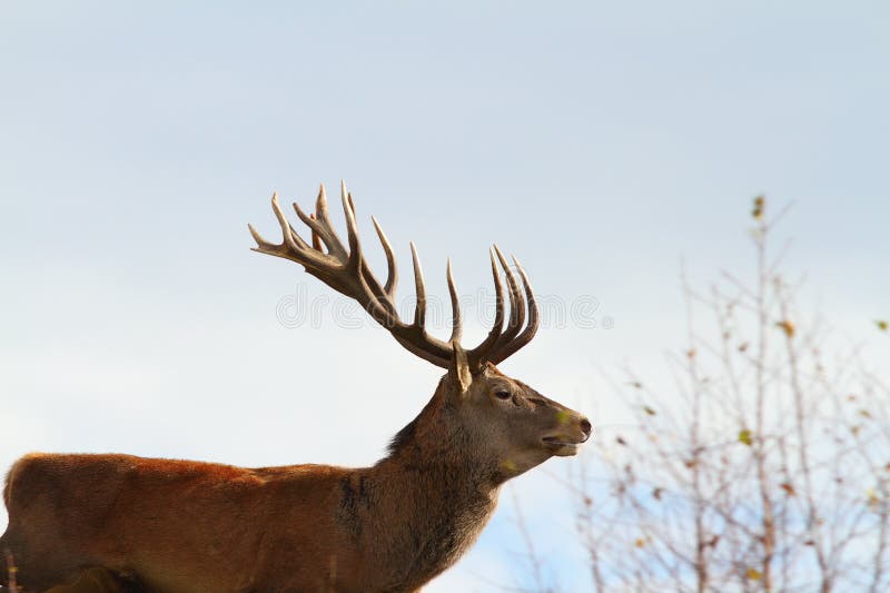 Big red deer stag stock photo. Image of buck, nature - 64379926
