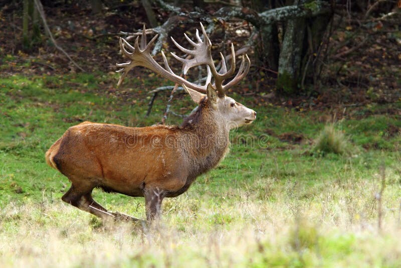 Big Red Deer Stag in a Clearing Stock Image - Image of stag, beautiful ...