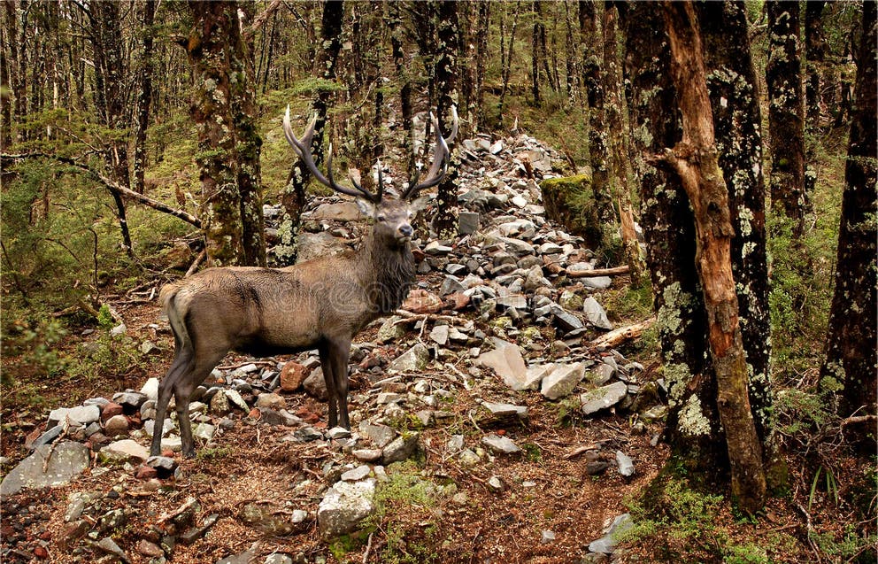 A big red deer stag stock photo. Image of hunting, woodland - 67355186
