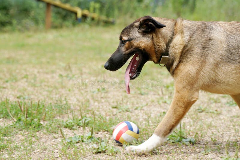 Big Red Dog Playing Ball on Grass Stock Photo - Image of adorable ...