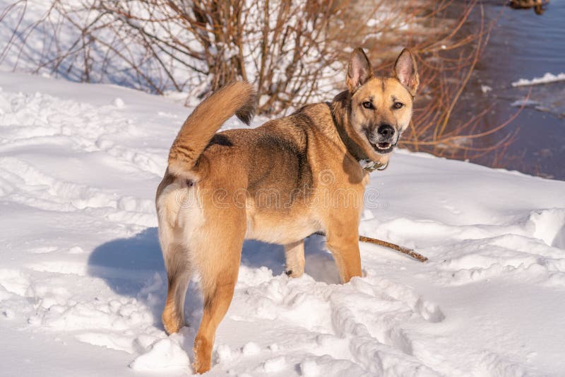 A Big Red Dog is Playing on a Sunny Day Stock Photo - Image of snow ...