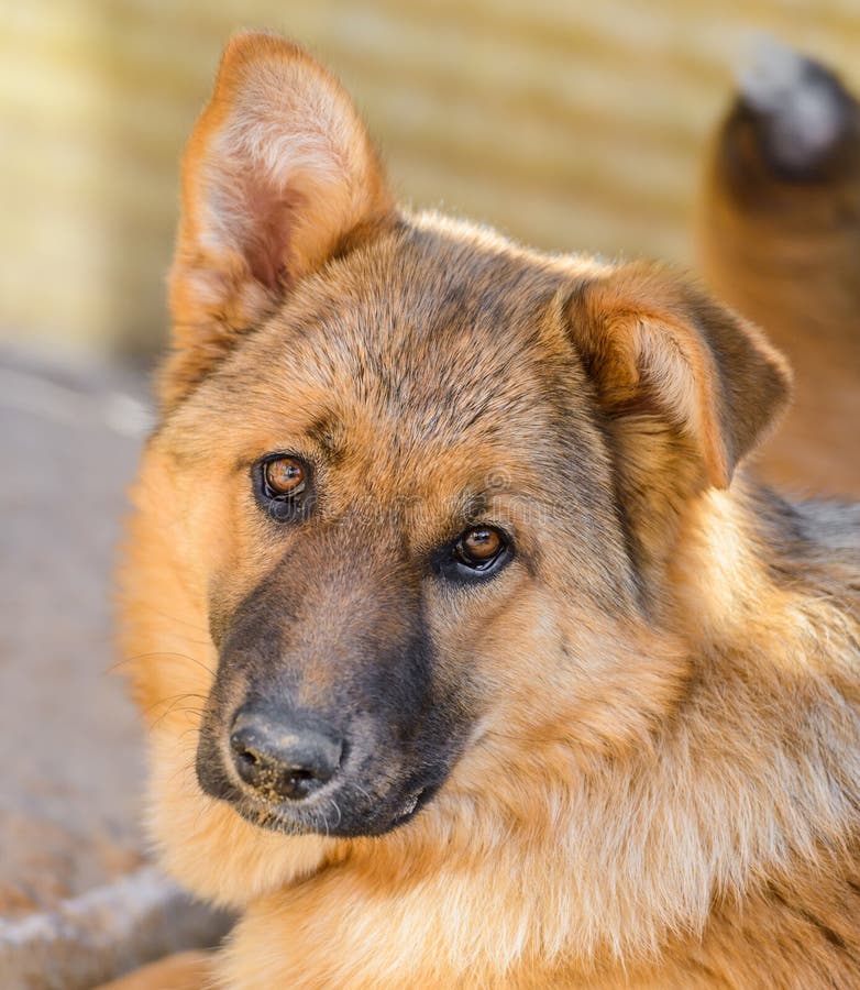 Big red dog stock photo. Image of large, gold, summer - 31224974