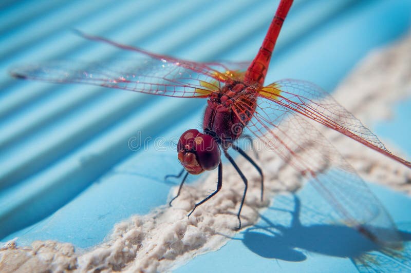 Big Red Dragonfly on Blue Background of Blue Swimming Pool Tiles Stock ...