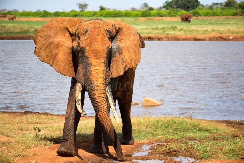 A Big Red Elephant after Bathing Near a Water Hole Stock Image - Image ...