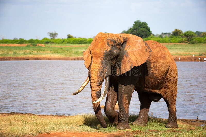 A Big Red Elephant after Bathing Near a Water Hole Stock Image - Image ...