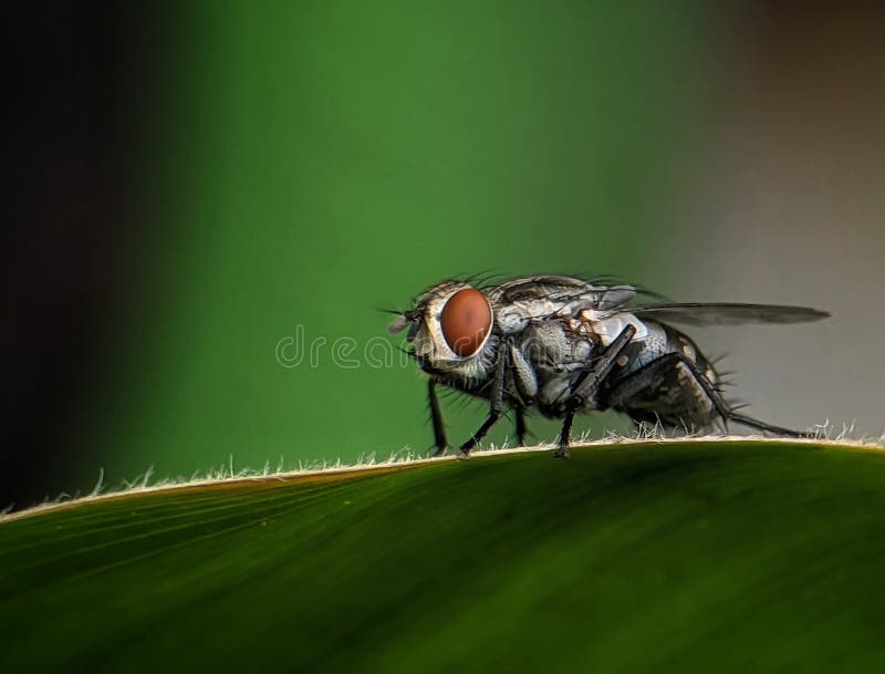 A Big Red Eyes Home Fly stock image. Image of home, animals - 309931053