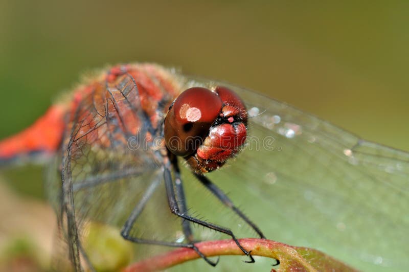 Big Red Face of Red Dragon Fly Stock Image - Image of green, fragility ...