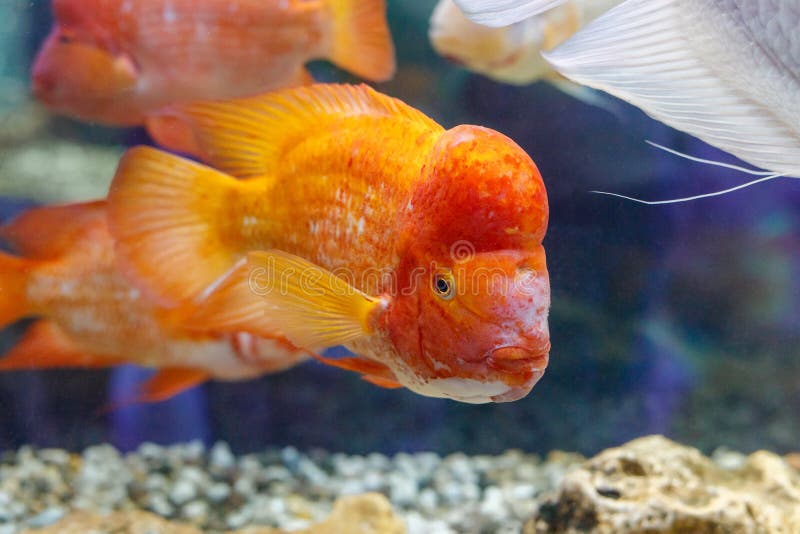Big Red Fish in Aquarium. Blue Water Background Stock Image - Image of ...
