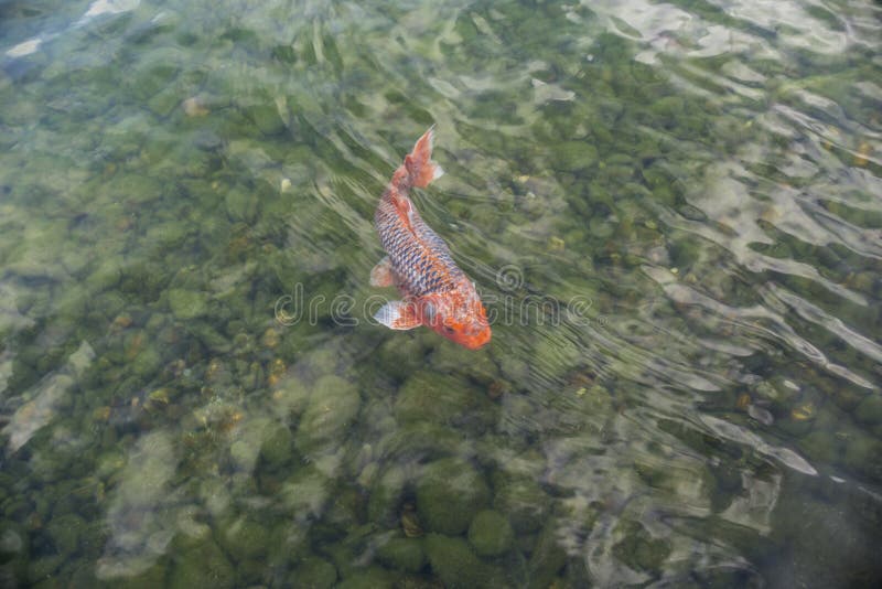 Big red fish stock photo. Image of water, carp, head - 103291386
