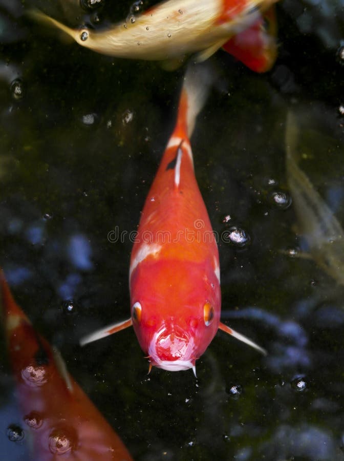 Big red fish stock image. Image of river, closeup, swimming - 44916655
