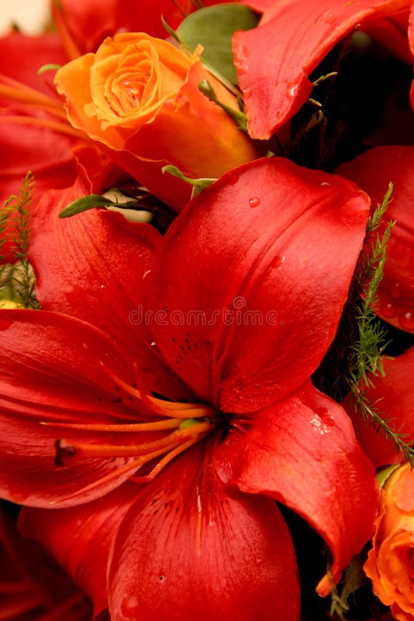 Big Red Flower stock photo. Image of lots, rose, beautiful - 1320010