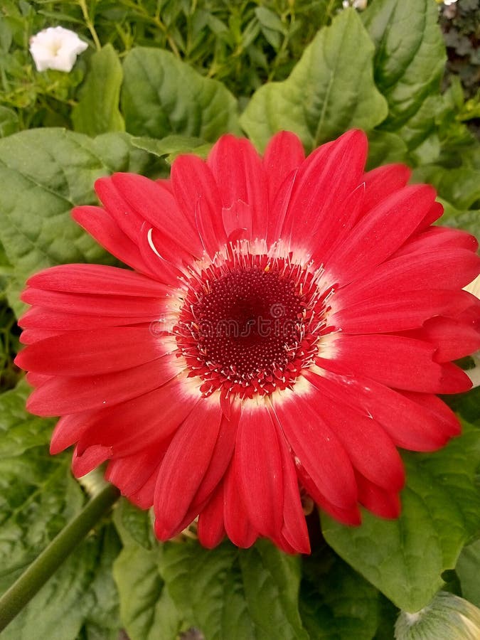 Big red flower stock photo. Image of dahlia, plant, herb - 256066386