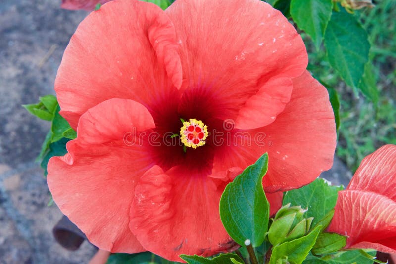 Big red flower stock photo. Image of autumn, botany - 106679634