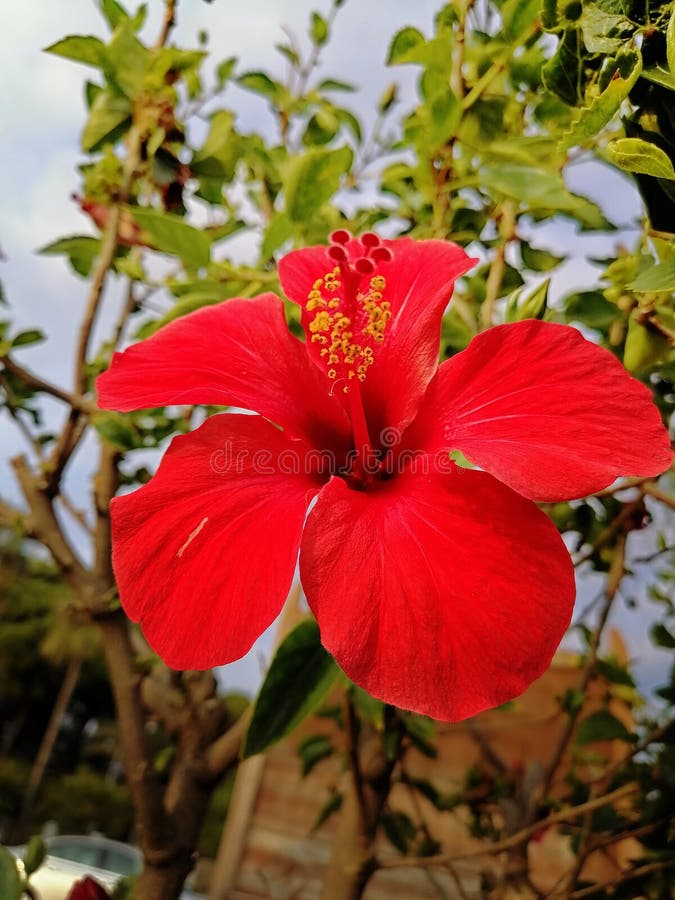 A Big Red Flower Blooms Beautifully Stock Image - Image of wildflower ...