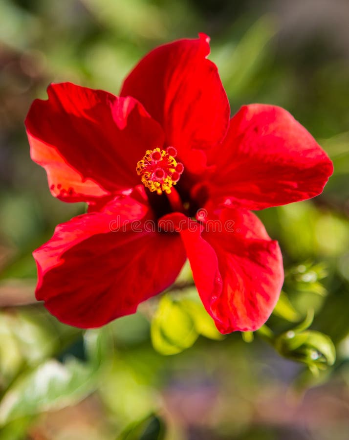 Big red flower on a branch stock photo. Image of background - 171279684