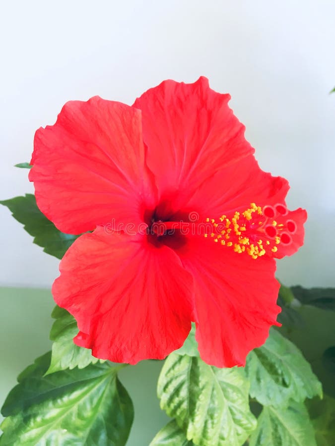 Big red flower stock image. Image of outside, countrylife - 162199647