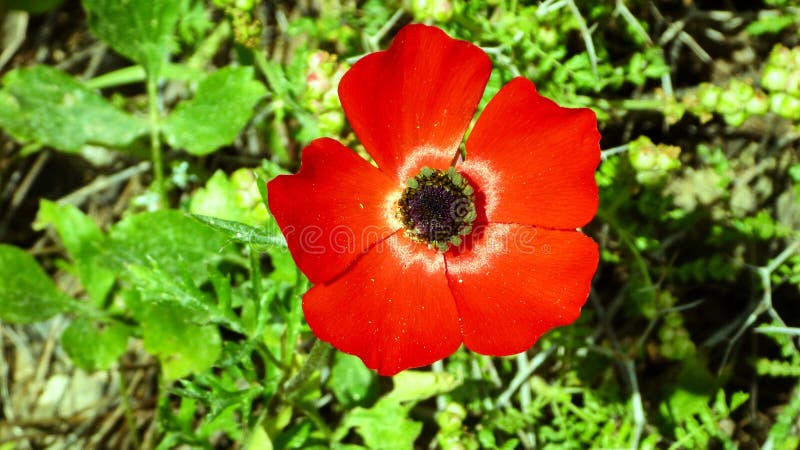 Big Red Flower in the Glade Stock Image - Image of green, stamens: 90779967
