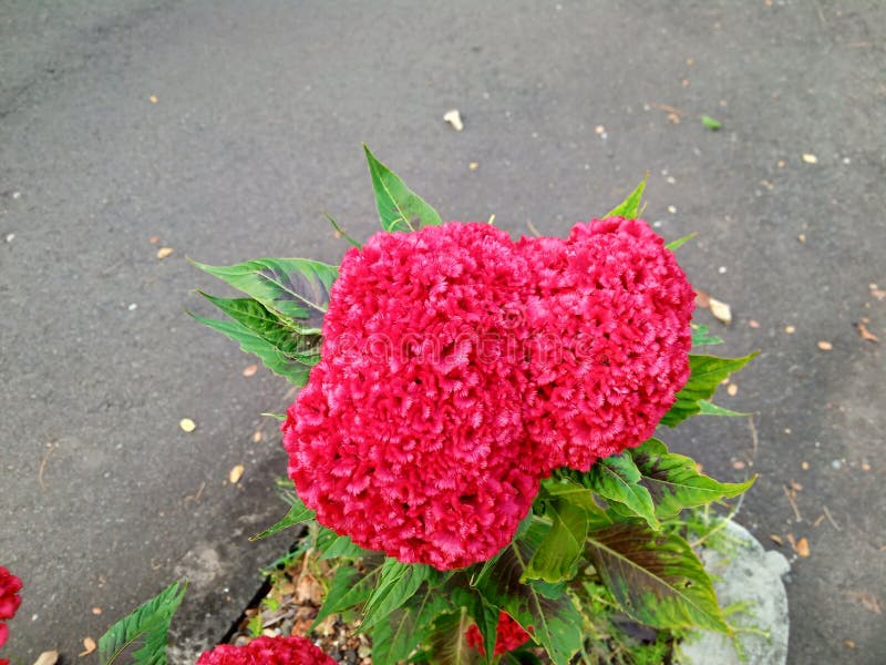 Big Red Flower by the Side of the Road Stock Photo - Image of elegant ...