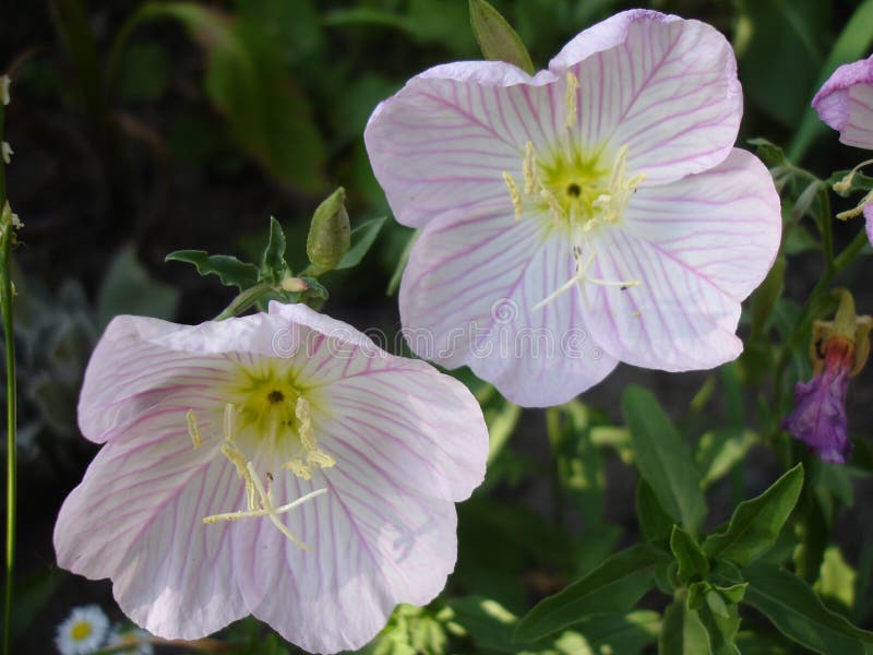 Big Red Flower in Spring Garden Stock Image - Image of door, green ...