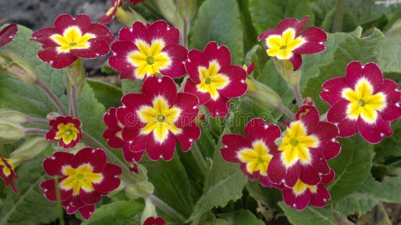 Big Red Flower in Spring Garden Stock Image - Image of frog, large ...